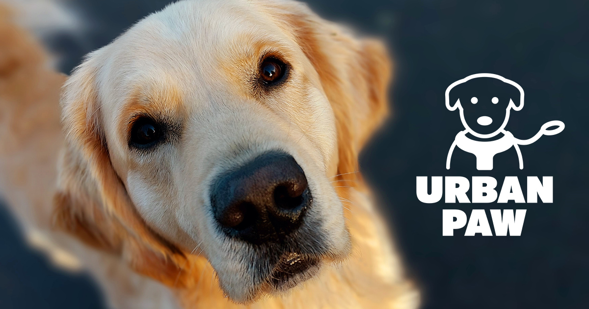 Urban Paw | Professional Dog Walking & Pet Sitting in Charlottetown, PEI
